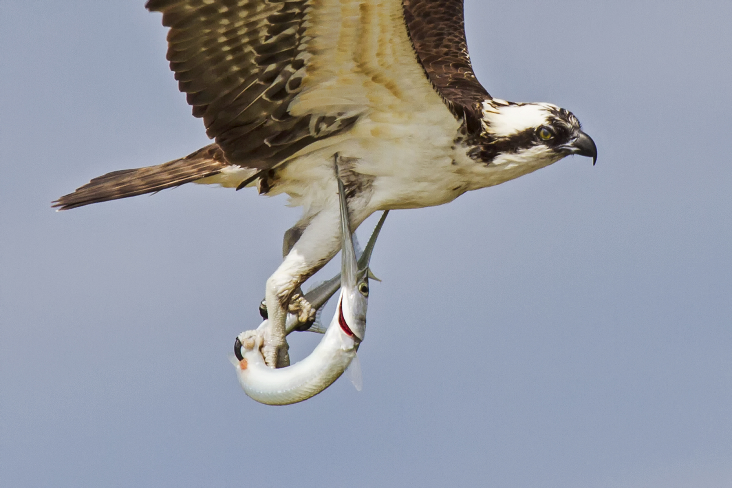 Needlefish Biting Osprey | Shutterbug